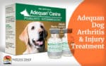 Adequan Dog Arthritis Treatment - Alternative Vets in Nashville TN