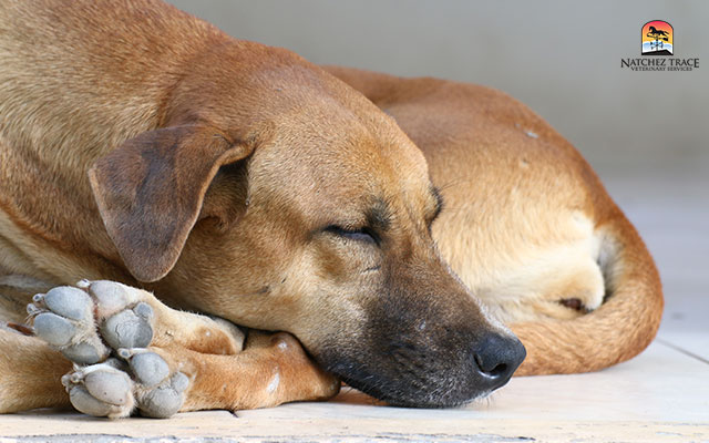 Wei Qi Booster Boosts Immunity in Dogs, Cats, and Horses