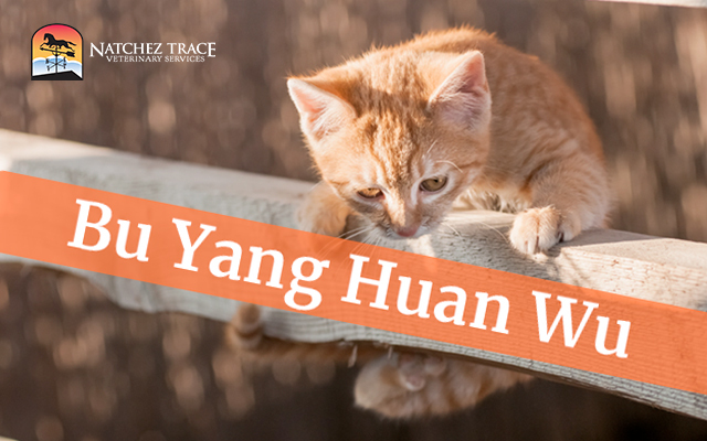 Bu Yang Huan Wu Helps with Ataxia in Dogs, Cats & Horses