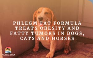 Phlegm Fat Formula Helps With Pet Obesity and Fatty Tumors