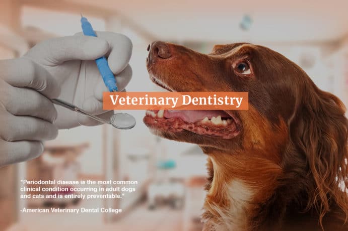 Veterinary Dentistry: Essential Oral Care for Pet Health in Nashville, TN