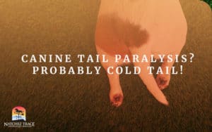 Canine Cold Tail Or Limber Tail Syndrome - Marc Smith DVM