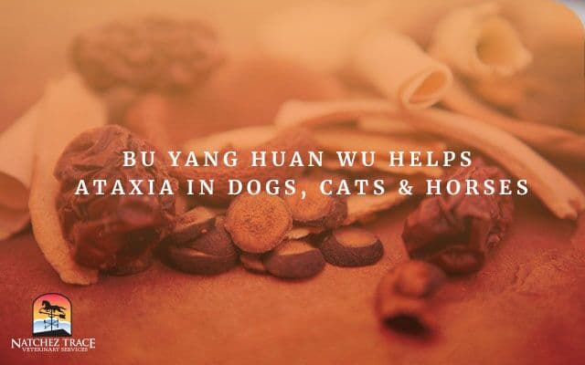 Bu Yang Huan Wu Helps with Ataxia in Dogs, Cats & Horses