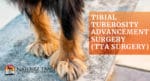 Tibial Tuberosity Advancement for Dogs (TTA Surgery) - Nashville TN