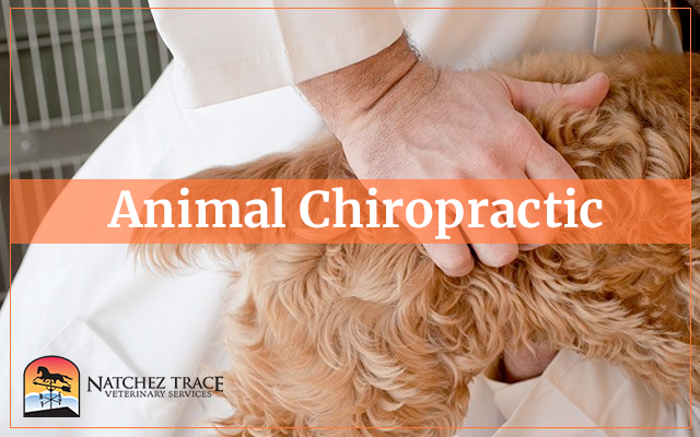 How Animal Chiropractic Helps Pets Feel Better