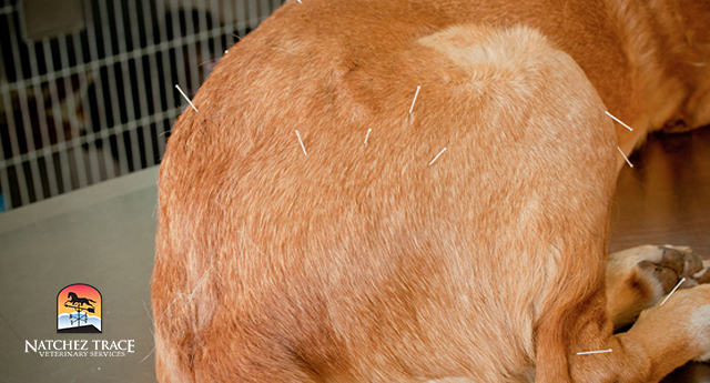 9 Powerful Holistic Veterinary Medicine Options in Nashville