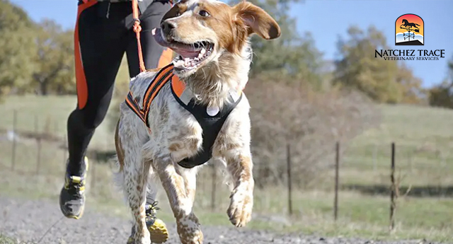 Overweight Dog: 4+ Easy How-to Tips to Manage Dog Obesity