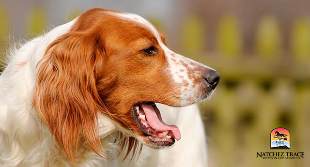 Tracheal Collapse in Dogs: Diagnosis and Treatment