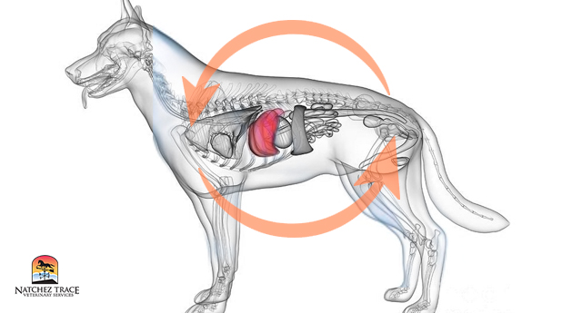 7 Powerful Benefits of MCT Powder for Pets - Marc Smith DVM