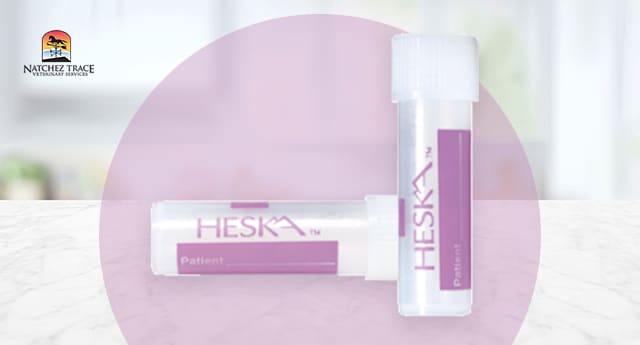 Allercept Test: Easy Allergy Testing for Dogs and Cats - Marc Smith DVM