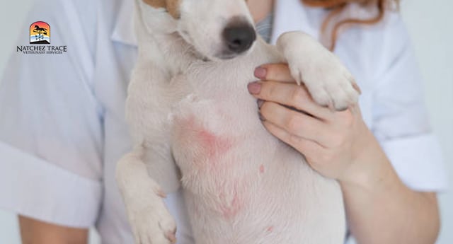 Allercept Test: Easy Allergy Testing for Dogs and Cats - Marc Smith DVM