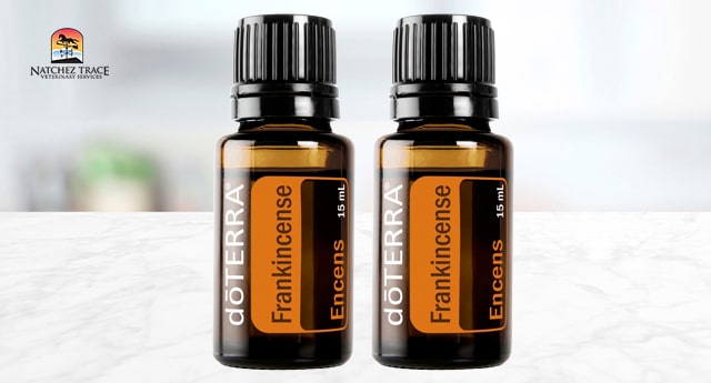 5 Effective Immune Boosters for Cats You Must Know About