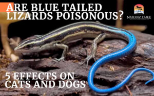 Are Blue Tailed Lizards Poisonous? 5 Effects on Cats and Dogs - Marc ...
