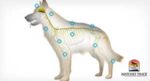 Acupuncture Points in Dogs: 6 Critical Steps in the Canine Acupuncture ...