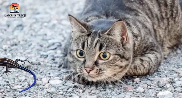 Are Blue Tailed Lizards Poisonous? 5 Effects on Cats and Dogs - Marc ...