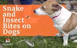 Snake and Insect Bites in Dogs: 6 Important Things You Need to Know ...