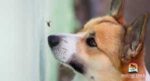 Snake and Insect Bites in Dogs: 6 Important Things You Need to Know ...