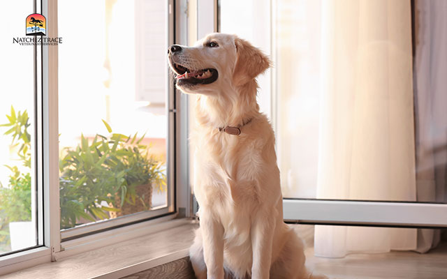 Kennel Cough Home Treatment for Dogs - Marc Smith DVM