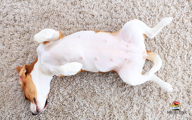 Understanding Pet Seizures: 5 Causes and Recognizing Key Signs - Marc ...