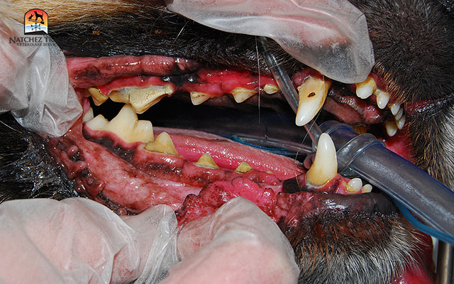 Dog Dental Checkup Basics: What Every Pet Owner Should Know - Marc ...