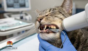 Cat Dental X-Ray: What Every Cat Owner Should Know - Marc Smith DVM