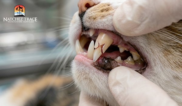 Cat Dental X-Ray: What Every Cat Owner Should Know - Marc Smith DVM