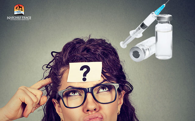 Why We Don't Recommend The Leptospirosis Core Vaccine